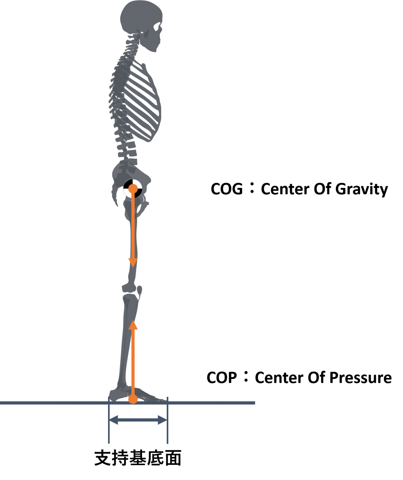 重心位置とバランス制御、姿勢の関係とは？